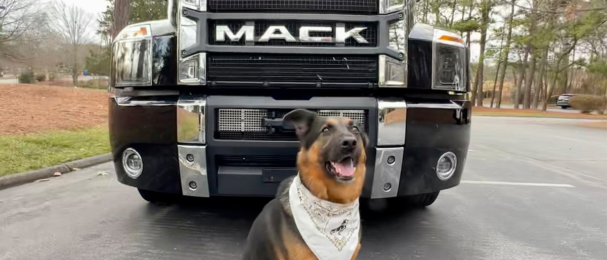 Pets Partner for the Ride